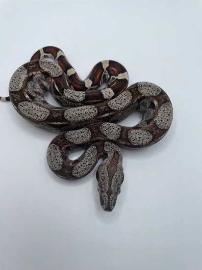 BCI Female Boa Constrictor by DCT Reptiles