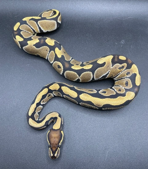 Harlequin Pos Het Clown Ball Python by DCT Reptiles