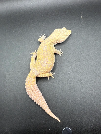 Hybino Leopard Gecko by DCT Reptiles