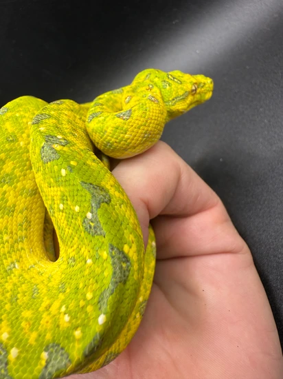 Biak Green Tree Python by DCT Reptiles