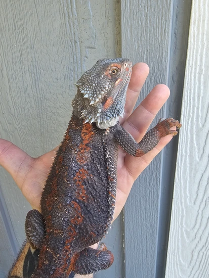 Red Monster Paradox Central Bearded Dragon by Divine-Dragons