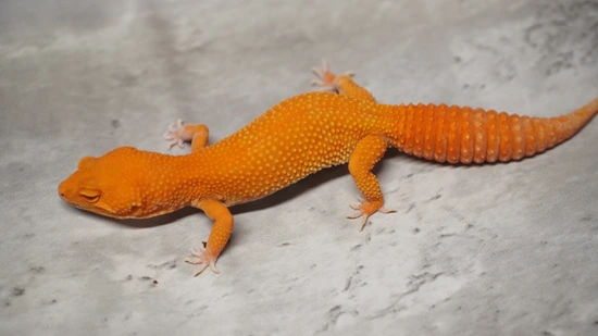 Red Devil Leopard Gecko by Down South Reptiles