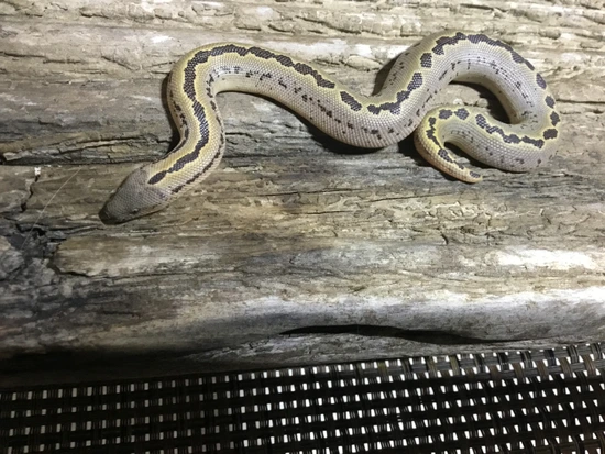 Female Spotted Striped Rough-Scaled Sand Boa by Dixie Reptiles