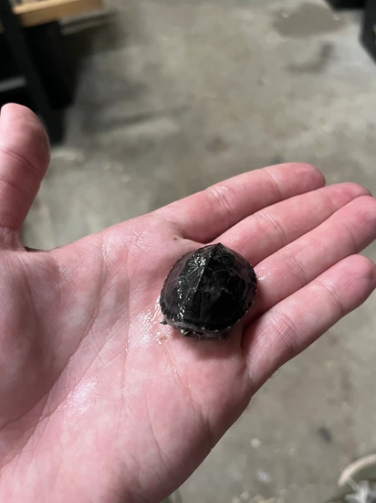 2025 Common Musk Mud & Musk Turtles by Dixon Exotics LLC