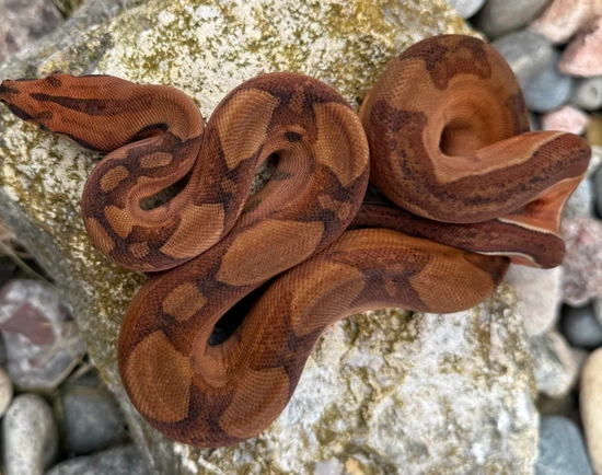 Hypo Pastel Blood Keltic Het Paradise Boa Constrictor by Dan Brown