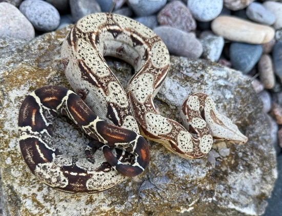 VPI 100% Het Leopard Boa Constrictor by Dan Brown