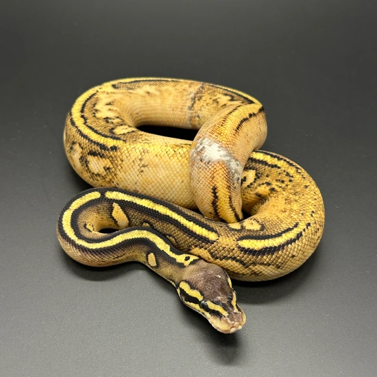 Pastel Calico Stranger Paradox Het Monsoon Het Pied Ball Python by Bomb ...