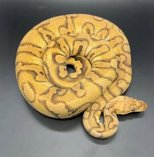 RTB_Stranger Motley Pastel Clown Het DG Ball Python by Bomb Projects