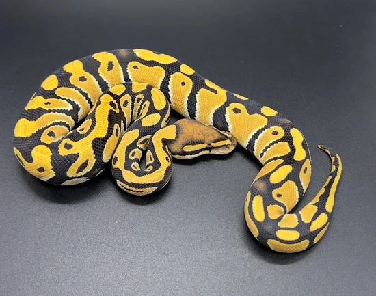DG Het Clown (Pos Motley) Ball Python by Bomb Projects