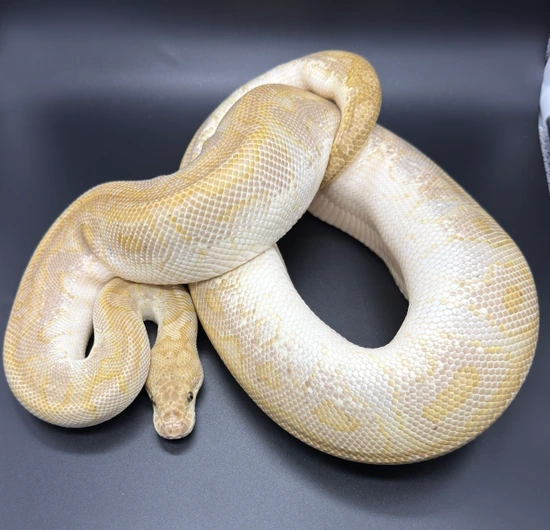 Butter Clown - Proven Breeder Ball Python by Bomb Projects