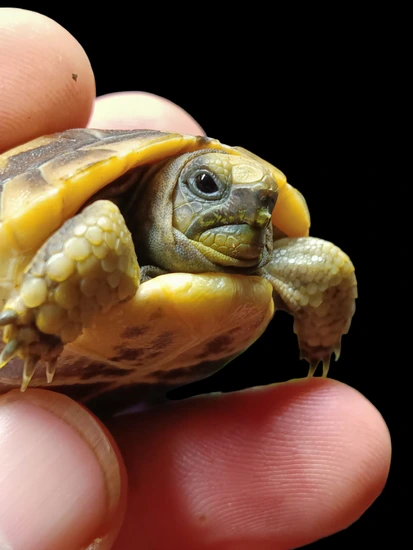 S. Ibera Greeks Greek Tortoise by Misery Bay reptiles LLC