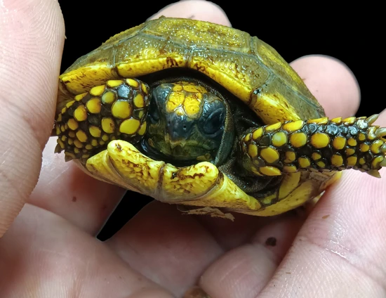 CB Yellow Foot Tortoises Yellow-Footed Tortoise by Misery Bay Reptiles LLC