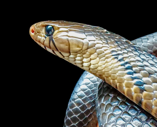 🚨PRICE DROP🚨2022 Texas Indigo Snake Cribo & Indigo Snakes by Misery Bay ...