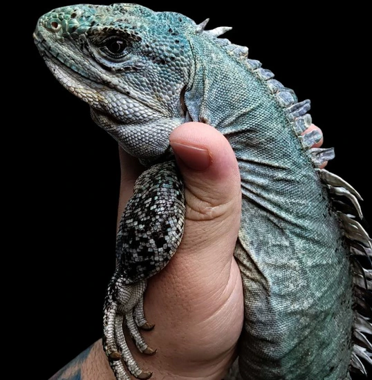 Proven Utila Island Iguana Pair Central American Iguana by Misery Bay ...
