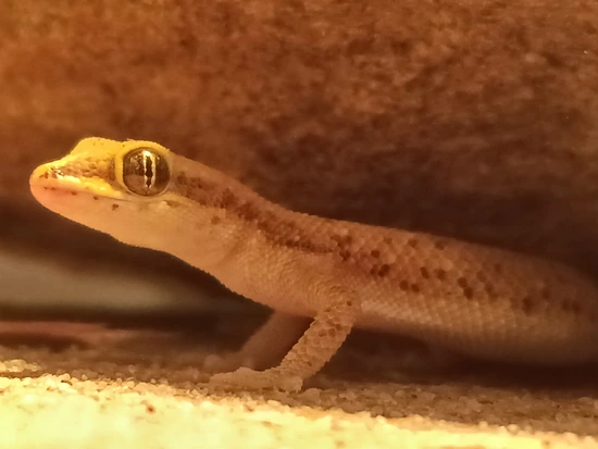 2-pack Tripoli Dwarf Sand Geckos More Gecko by Misery Bay Reptiles LLC