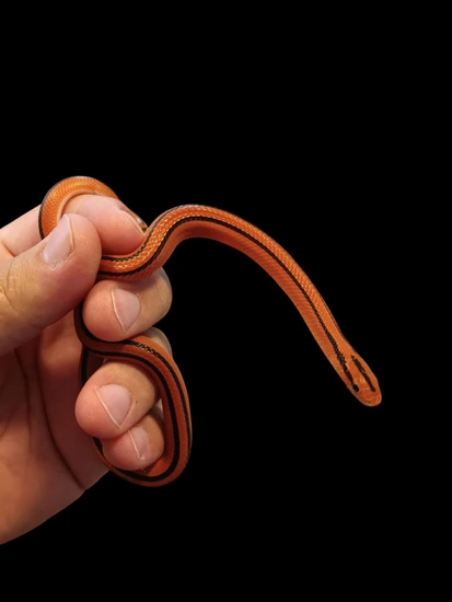 Bamboo Ratsnake (Coxi) Bamboo Rat Snake by Misery Bay Reptiles LLC