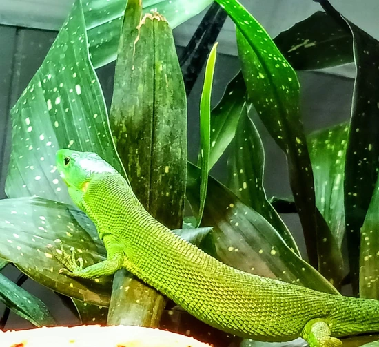 Proven Female Green Keel Bellied Lizard Lacerta by Misery Bay Reptiles LLC