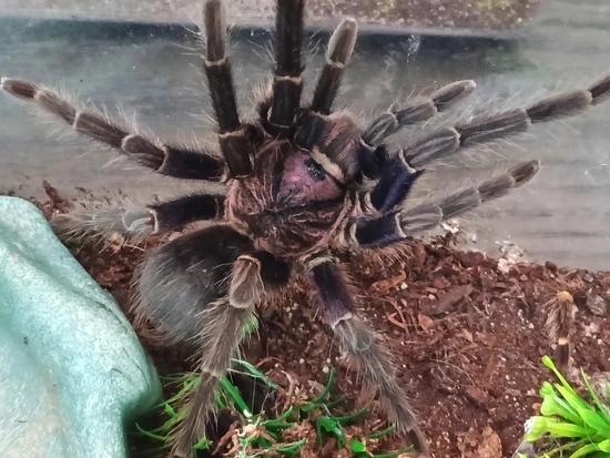 Goliath Hispaniola (Phormictopus Cancerides) Tarantula by Misery Bay ...