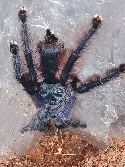 Mahogany Tree Spider (Tapinauchenius Plumipes) Tarantula by Misery Bay ...