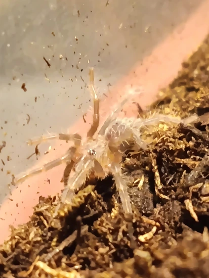 5-pack Tliltocatl Albopilosum (Curly Hair) Slings Tarantula by Misery ...
