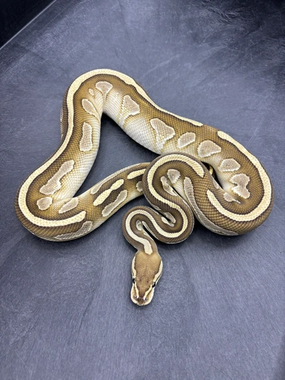 Redhead Lesser Het Clown Ball Python by Twisted Matrix Morphs