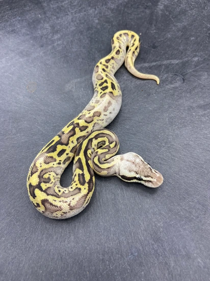 Pastel Leopard Stranger Vanilla Fire Het Clown Ball Python by Twisted ...