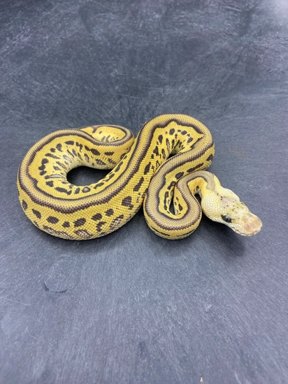 Pastel Leopard Mojave Yb Clown Ball Python by Twisted Matrix Morphs