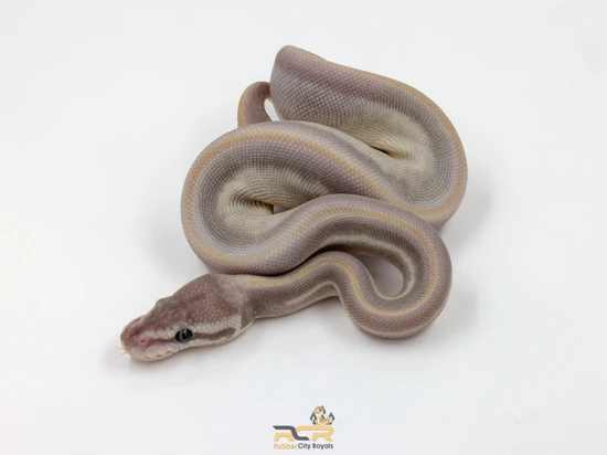 Corcra Ball Python by Rubber City Royals LLC