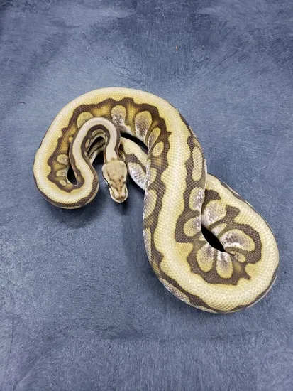 Cypress Spider Ball Python by Monroe Morphs LLC