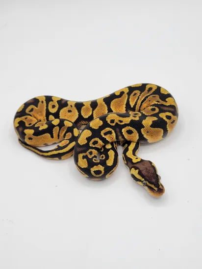Pastel Het Clown Ball Python by Monroe Morphs LLC