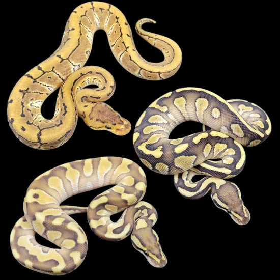 NO RESERVE GROUP 2.1 | Enchi Butter Het Desert Ghost Het Clown Het Hypo ...