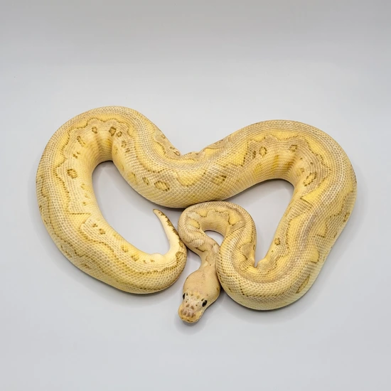 Pastel Butter Clown Ph Hypo Ball Python by Monroe Morphs LLC