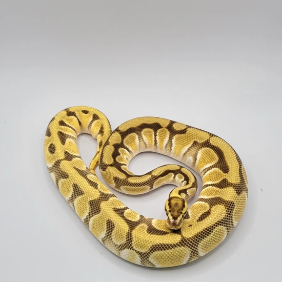 Enchi Lesser Orange Dream Yellowbelly Het Axanthic (VPI) Het Clown Ball ...
