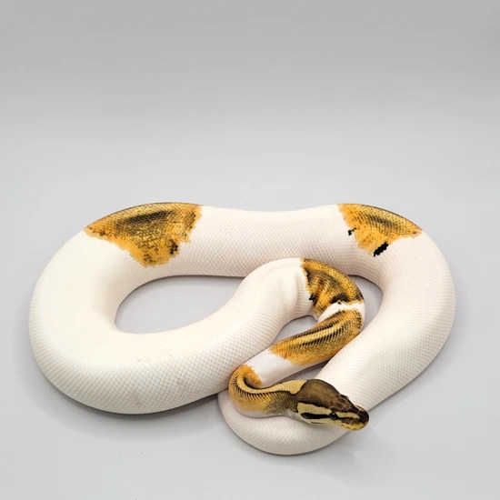 Black Pastel Orange Dream Vanilla Pied 50% Het Axanthic (MJ) Ball ...