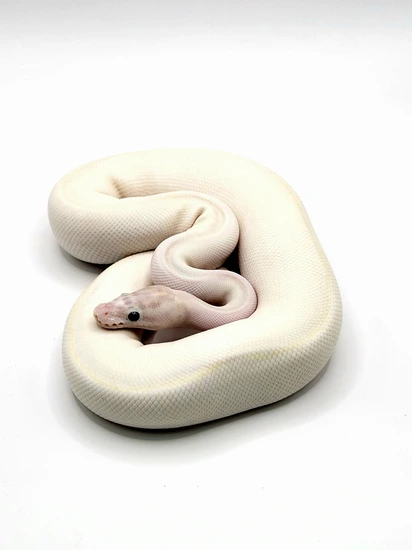 Ivory Het Pied (Pos Lace) Ball Python by Monroe Morphs LLC