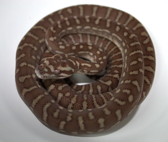 Bredls Python ( Morelia Bredli ) - '25 Female Lazik Bloodline ...