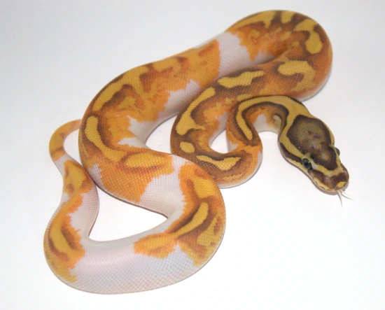 ♂️ Hypo Enchi Yellow Belly Pied 66% Het Ultramel Ball Python by Monroe ...
