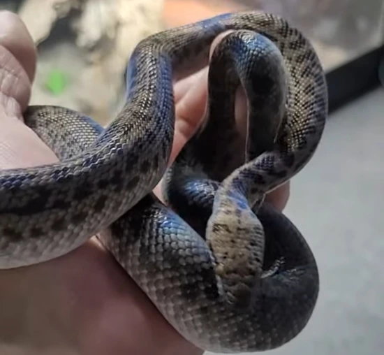 Male Spotted Python (Antatesia Maculosa) 100% Het Granite by DK Reptile Zoo
