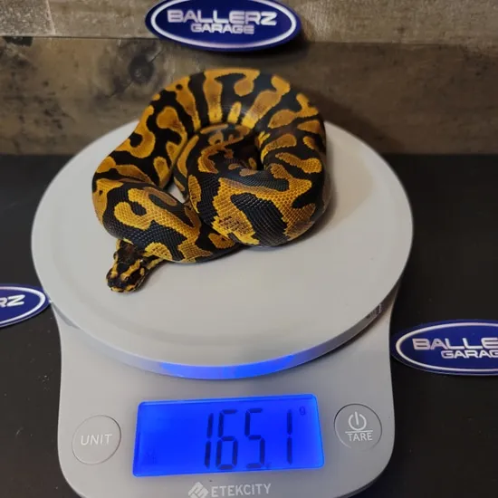2021 Male Acid Yellow Belly Ball Python by Ballerz Garage
