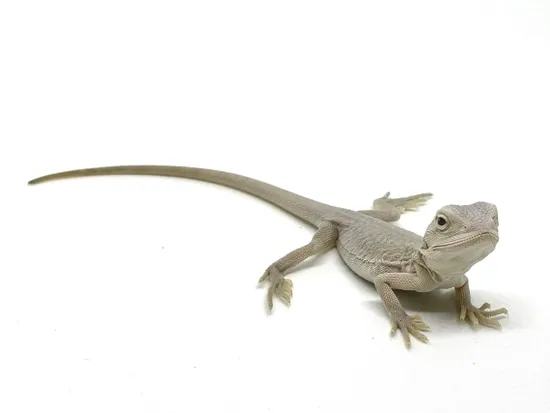 Hypo Zero Het Translucent Central Bearded Dragon by Wild Things Pet ...