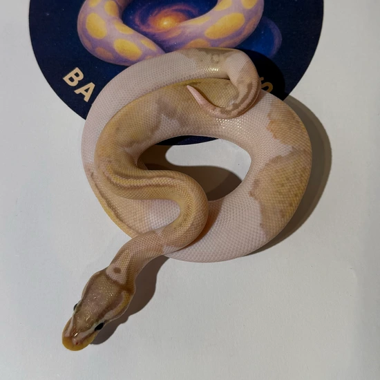 Banana Pastel Pied Medium White Ball Python by Galaxy Morphs Ball Pythons