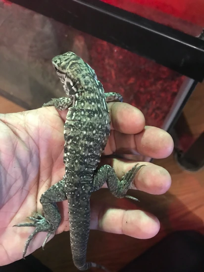 Red Anery Tegu Argentine Tegus by Iowa Family Exotics & Rescue