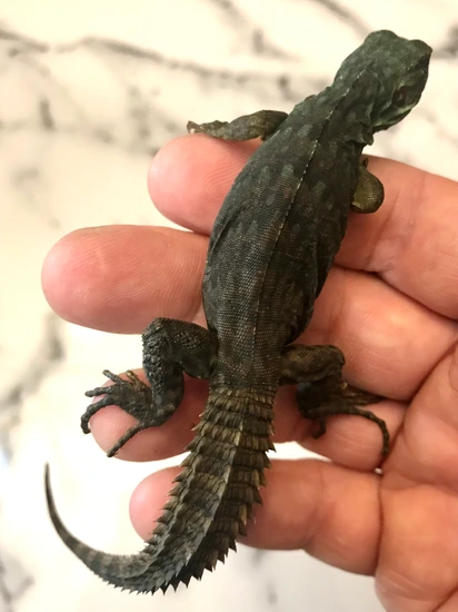 Club Tail Iguanas Central American Iguana by Iowa Family Exotics & Rescue