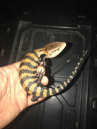 NO RESERVE Tame Blue Tongued Skink Halmahera Blue-Tongued Skink by Iowa ...
