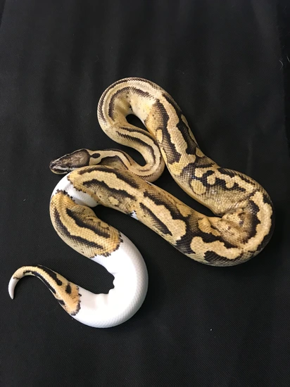 Pastel Pied Het Vpi Axanthic Ball Python by Iowa Family Exotics & Rescue