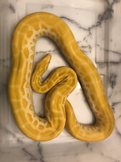4ft Pearl Female Burmese Python by Iowa Family Exotics & Rescue
