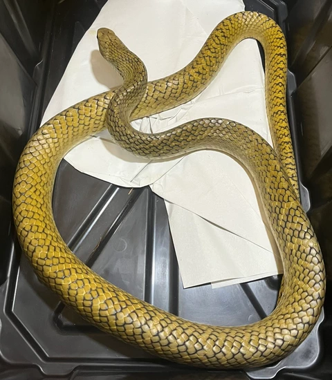 NO RESERVE 2 Adult Cribos Cribo & Indigo Snakes by Iowa Family Exotics ...
