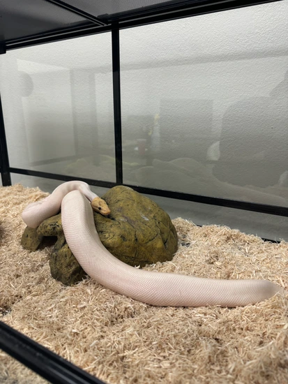 Spyder Banana Pied Ball Python by Prime Repss