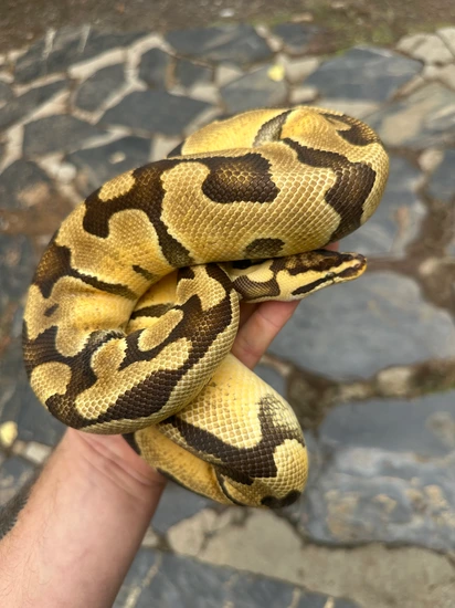 Enchi Firefly Het Clown Het Hypo Ball Python by DNA Exoticz