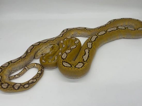 platinum motley reticulated python